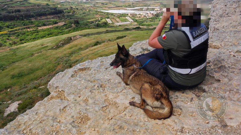 Din il-ġimgħa kienet waħda impenjattva għar-Rangers tal-Malta Ranger ...