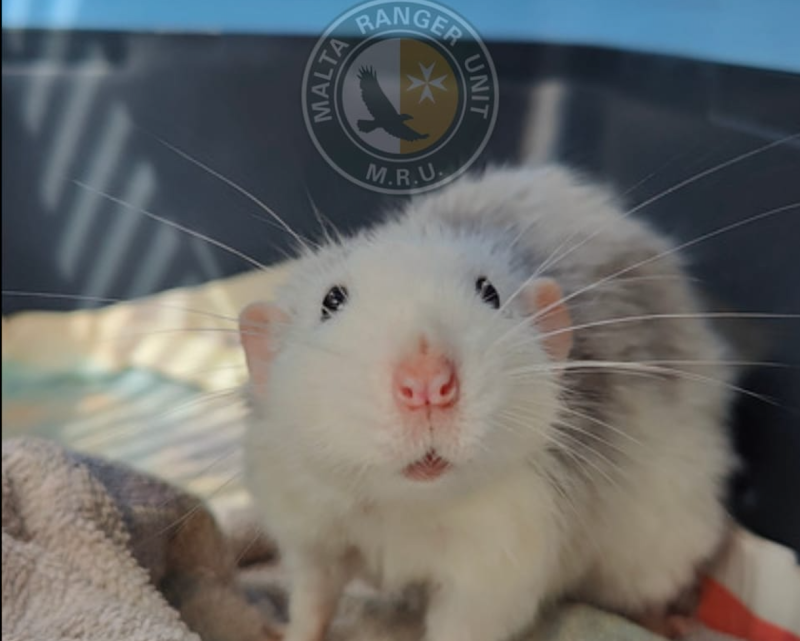 Il-Malta Ranger Unit issalva ġurdien wara sejħa mill-pubbliku - talk.mt