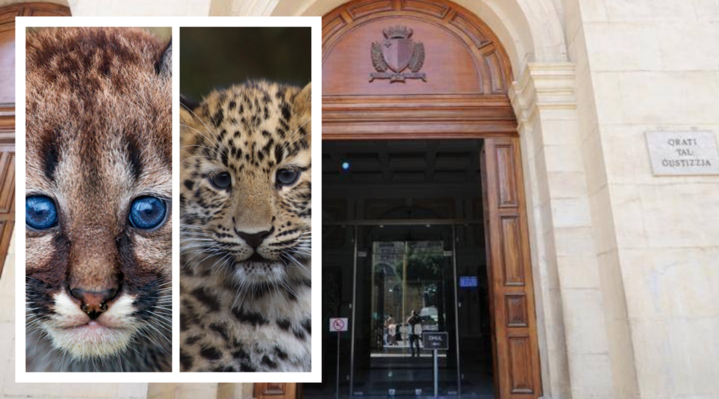 Ikkonfermata €20,000 multa talli ma rreġistrax it-twelid ta’ 3 iljuni ...